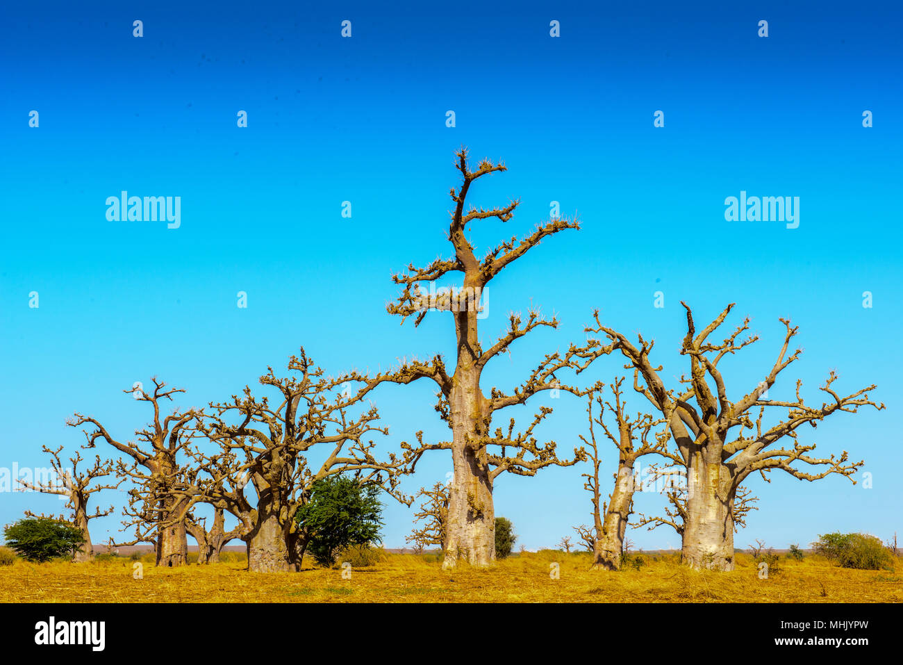 Baobab tree under the blue sky Stock Photo - Alamy