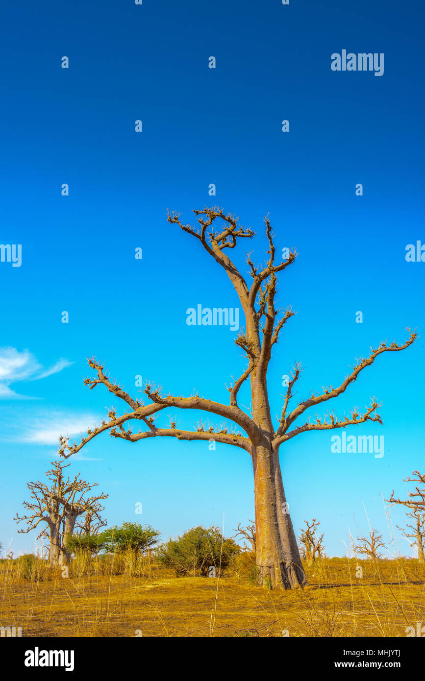 Tropical savanna climate madagascar hi-res stock photography and images ...