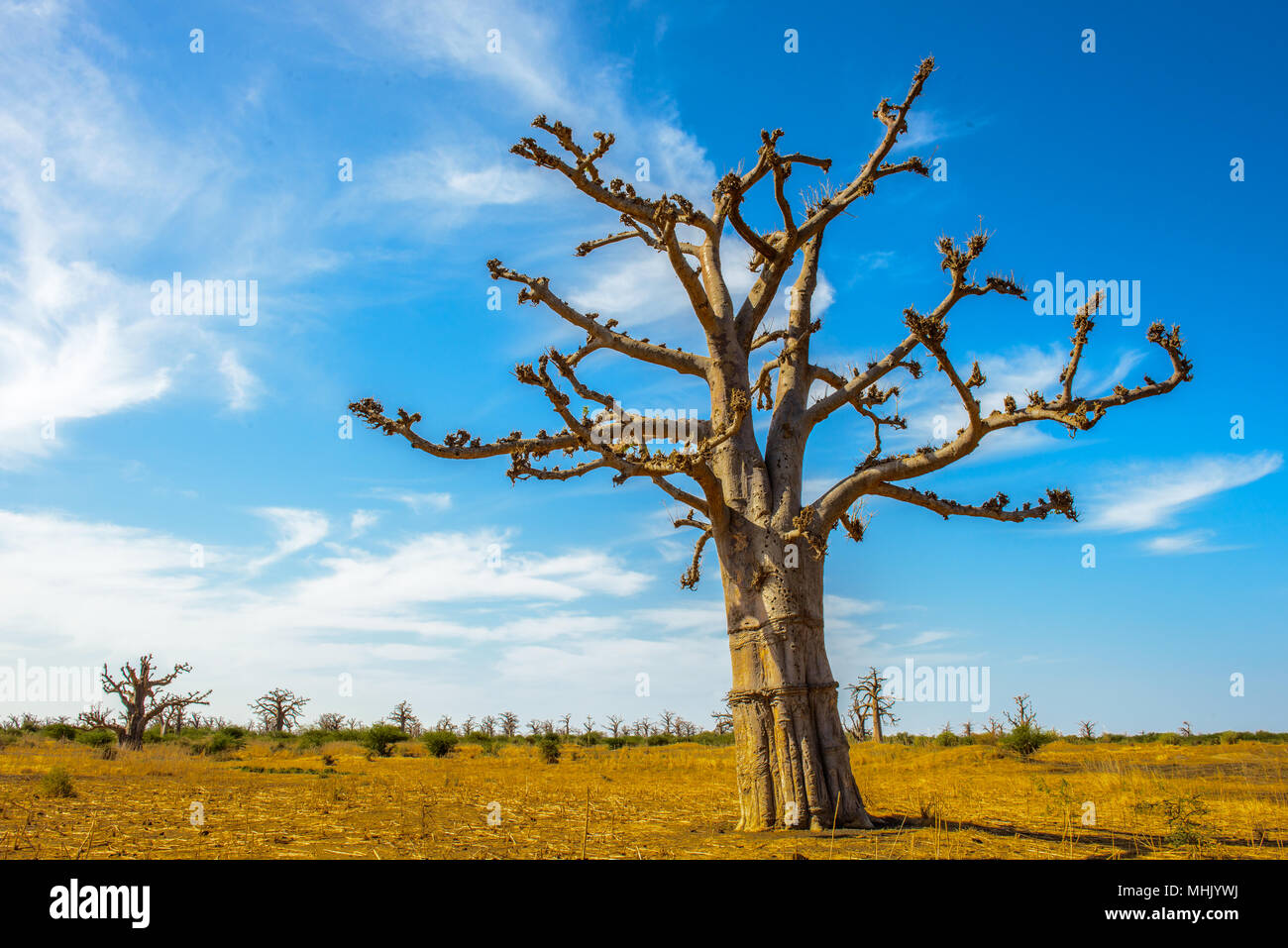 Baobab tree in the desert Stock Photo - Alamy