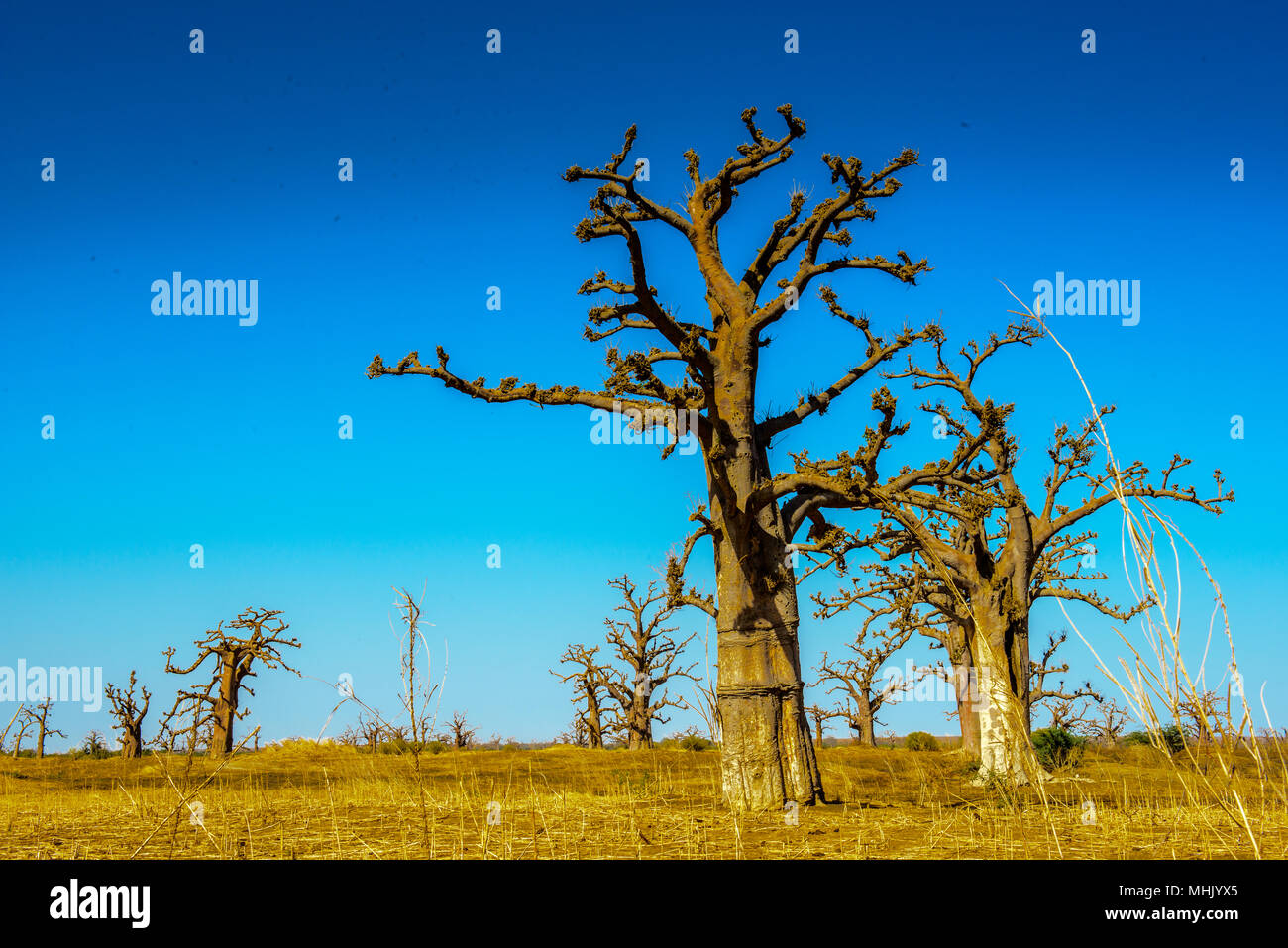 Bobab tree, Africa Stock Photo - Alamy
