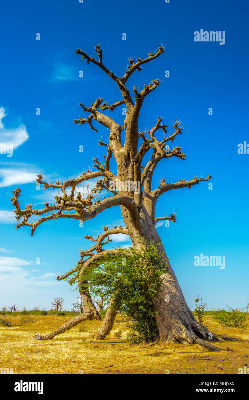 Tropical savanna climate madagascar hi-res stock photography and images ...