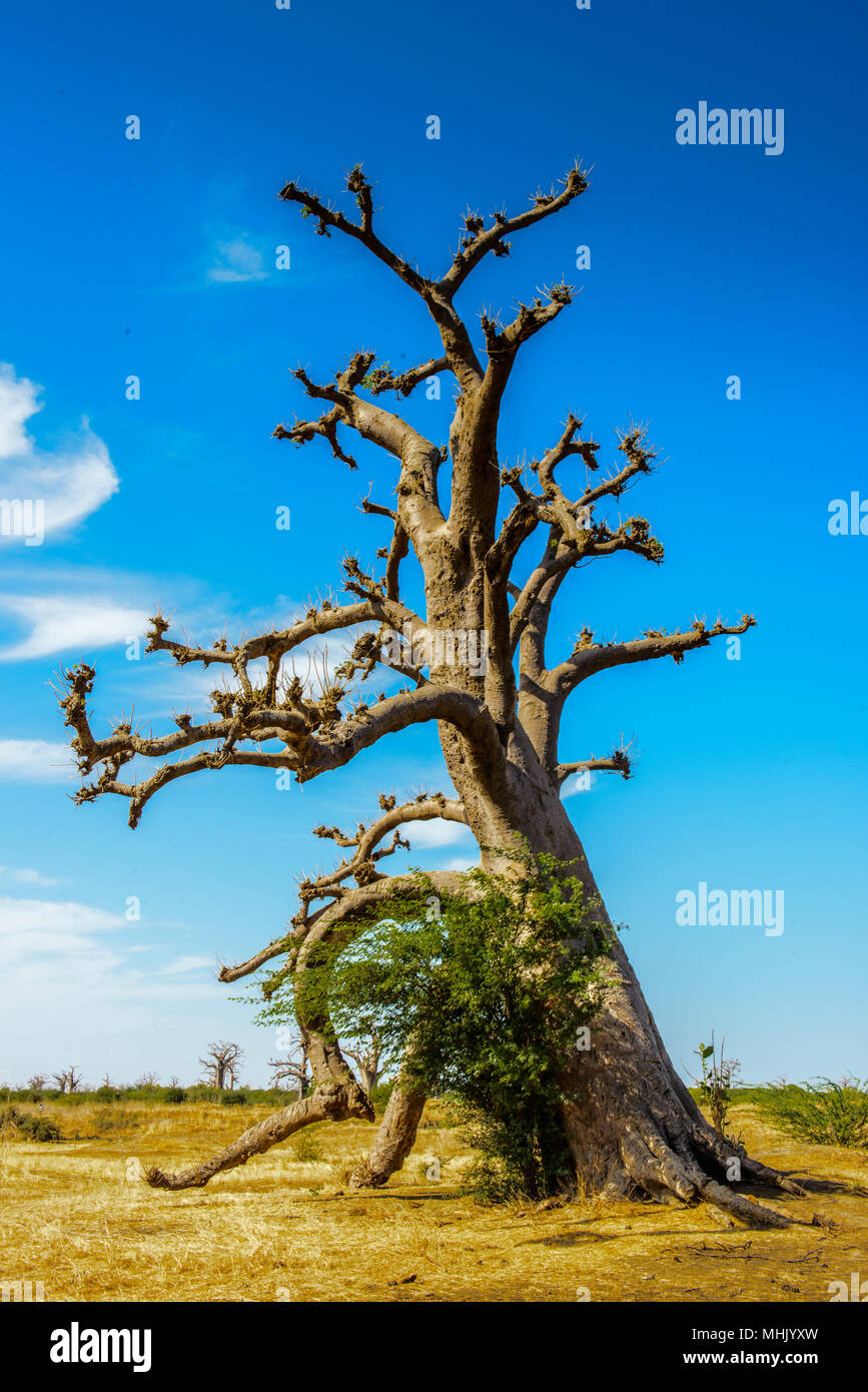 Bobab tree, Africa Stock Photo - Alamy