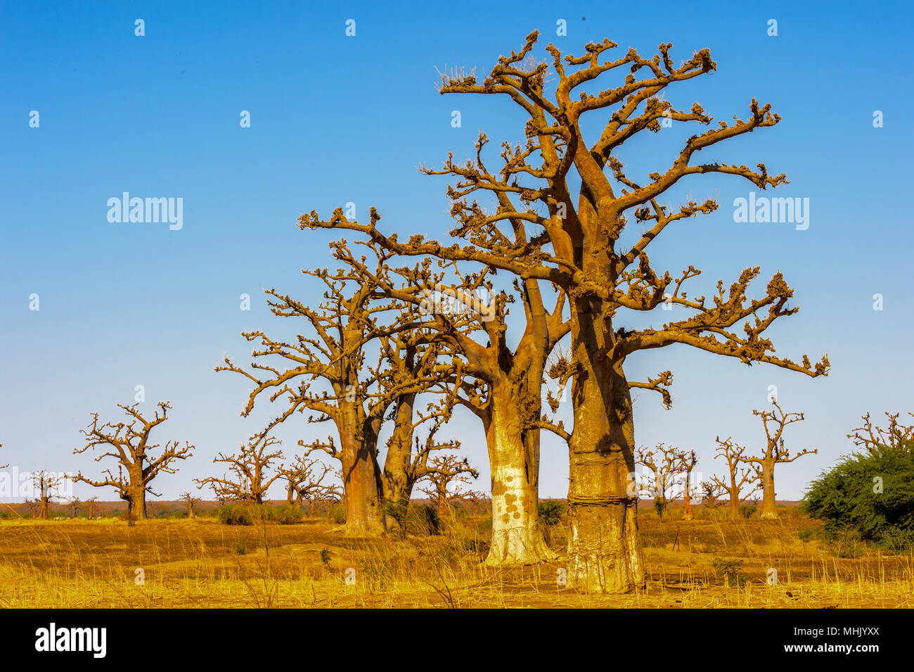 Tropical savanna climate madagascar hi-res stock photography and images ...
