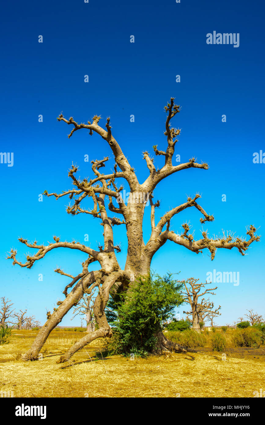 Bobab tree, Africa Stock Photo - Alamy