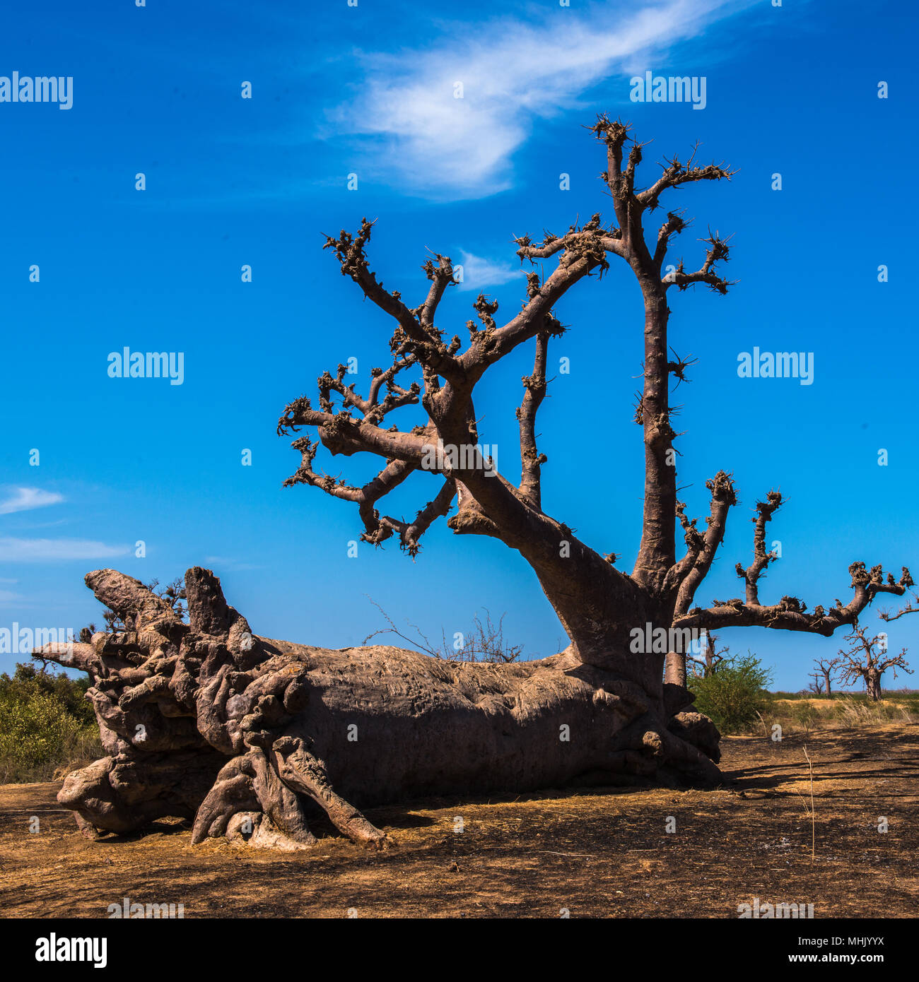 Baobab and African background in Senegal Stock Photo - Alamy