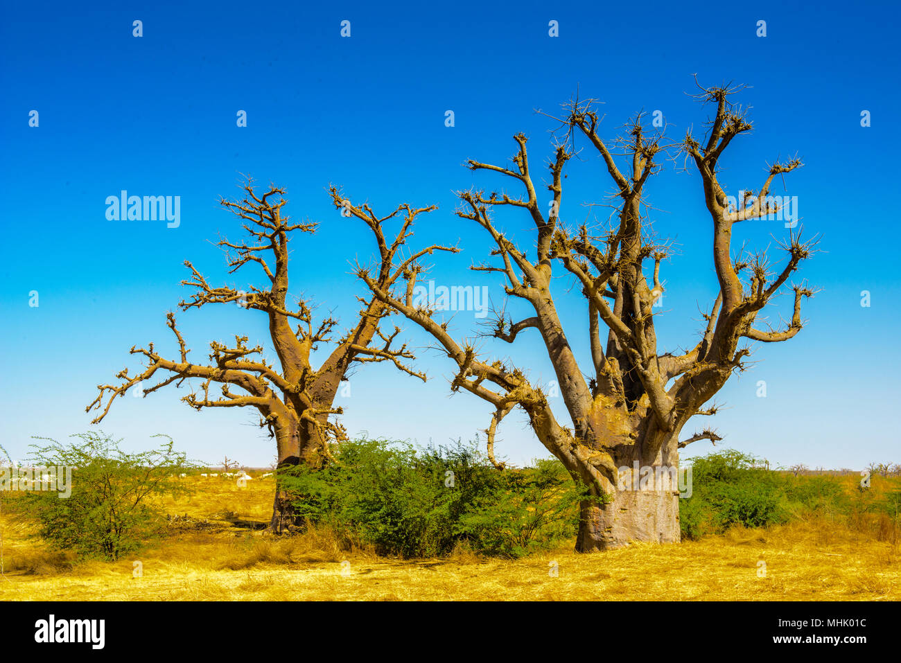 Beautiful landscape of the baobab tree in Africa Stock Photo - Alamy