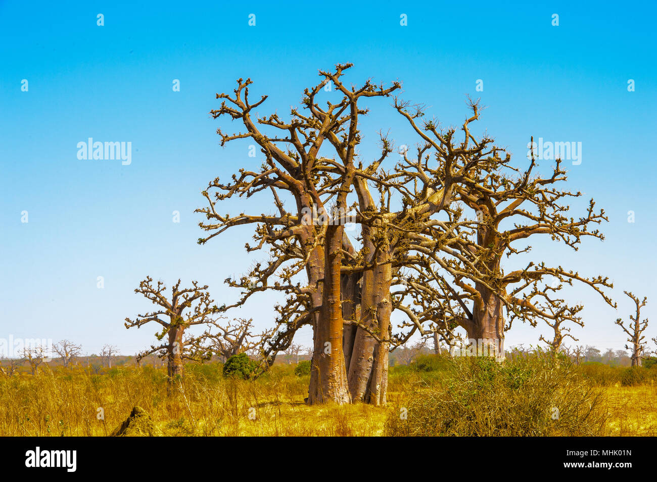 Beautiful landscape of the baobab tree in Africa Stock Photo - Alamy