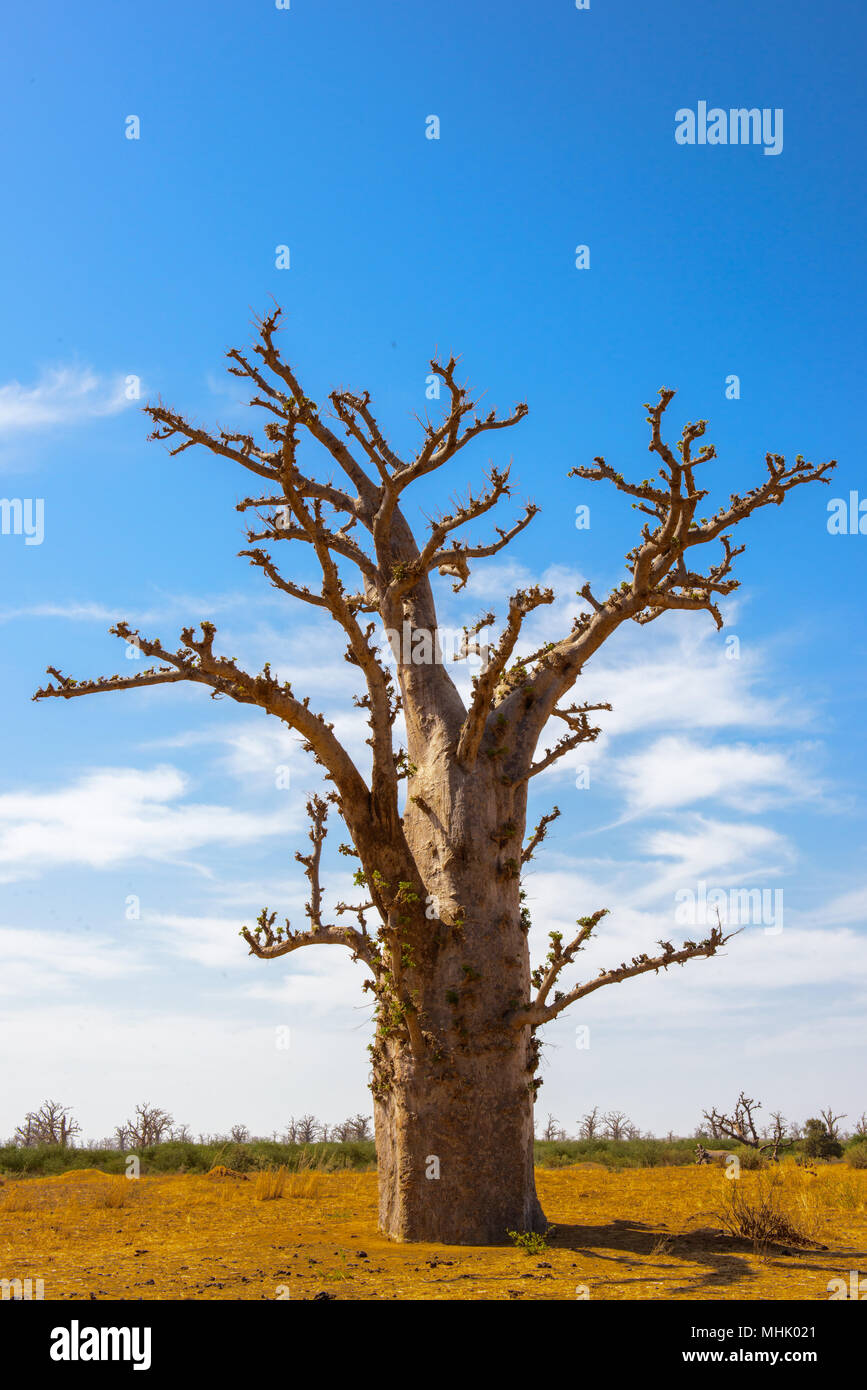 Baobab tree, Senegal Stock Photo - Alamy