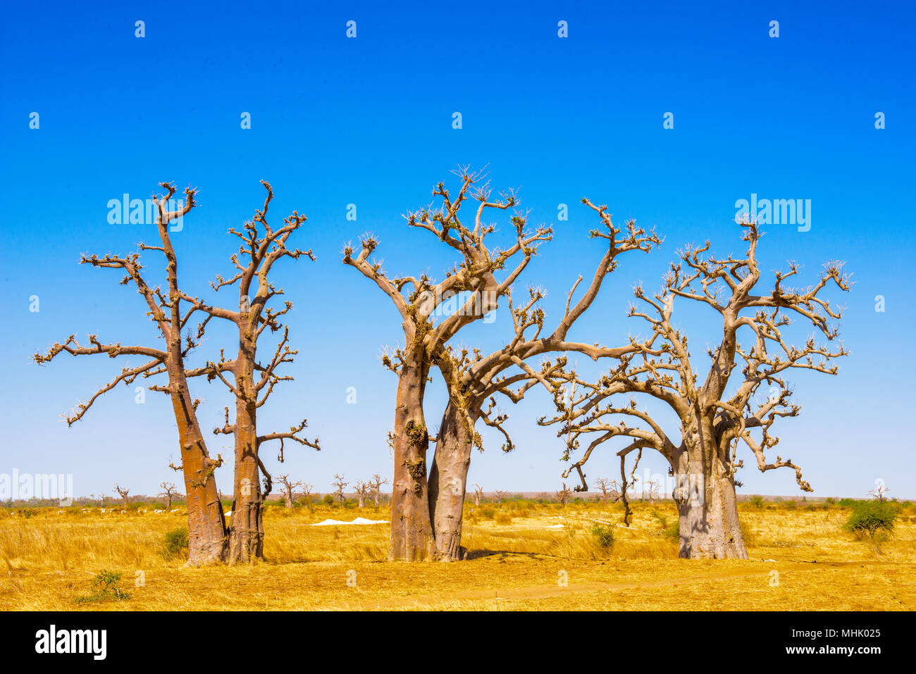 Baobab tree, Senegal Stock Photo - Alamy