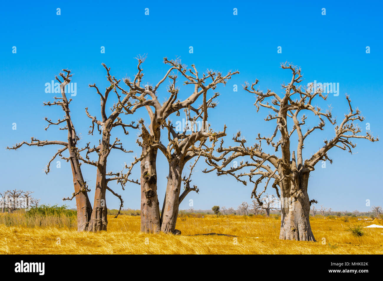 Baobab tree, nature of Africa Stock Photo - Alamy