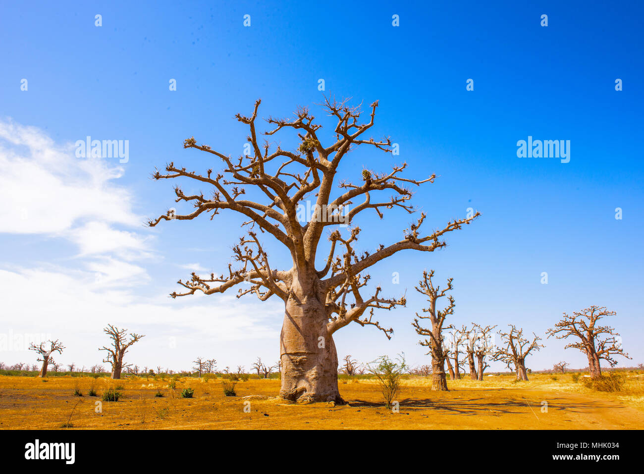 African baobab tree Stock Photo - Alamy