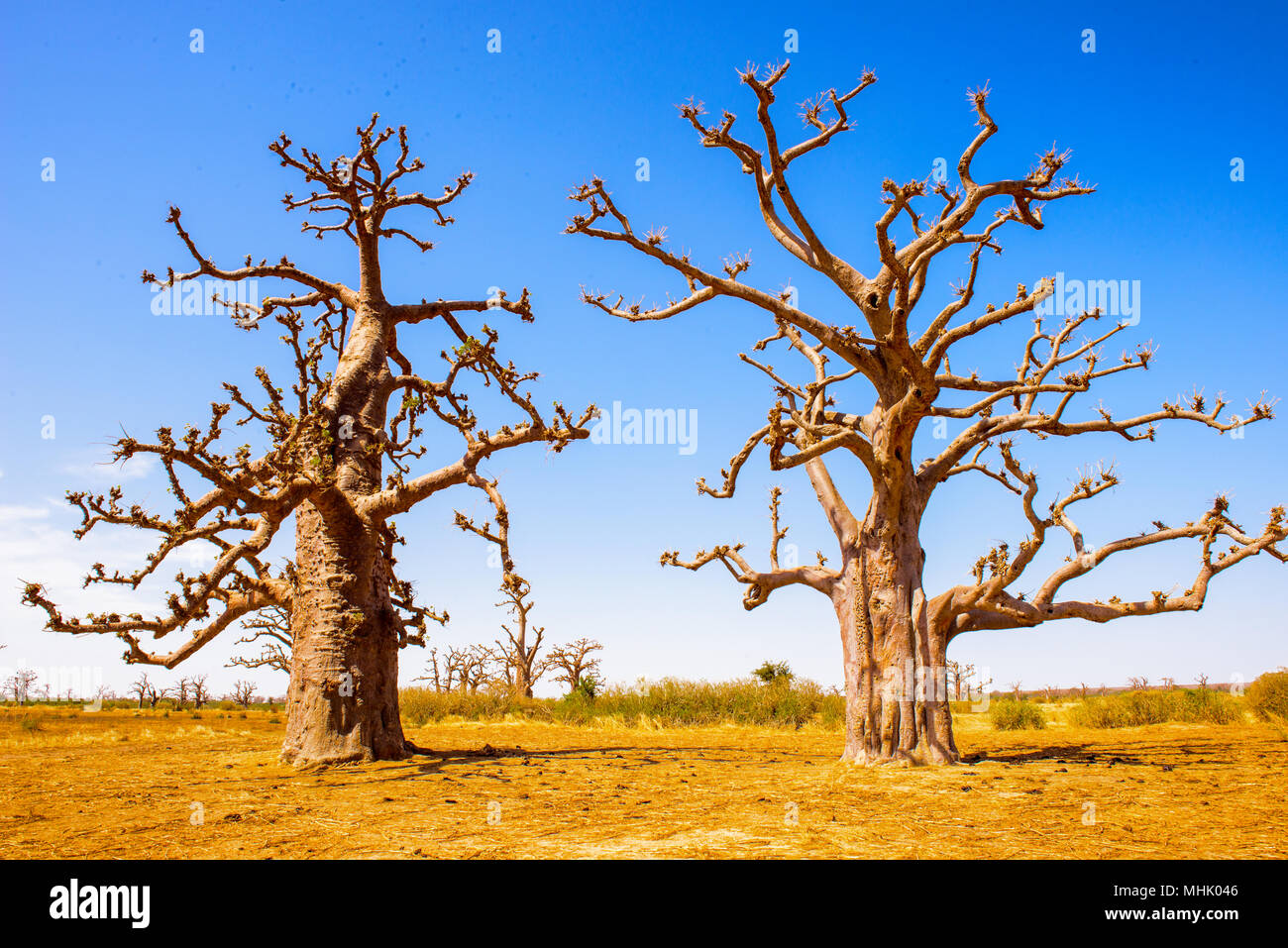 Beuatiful view of the baobab trees in Africa Stock Photo - Alamy