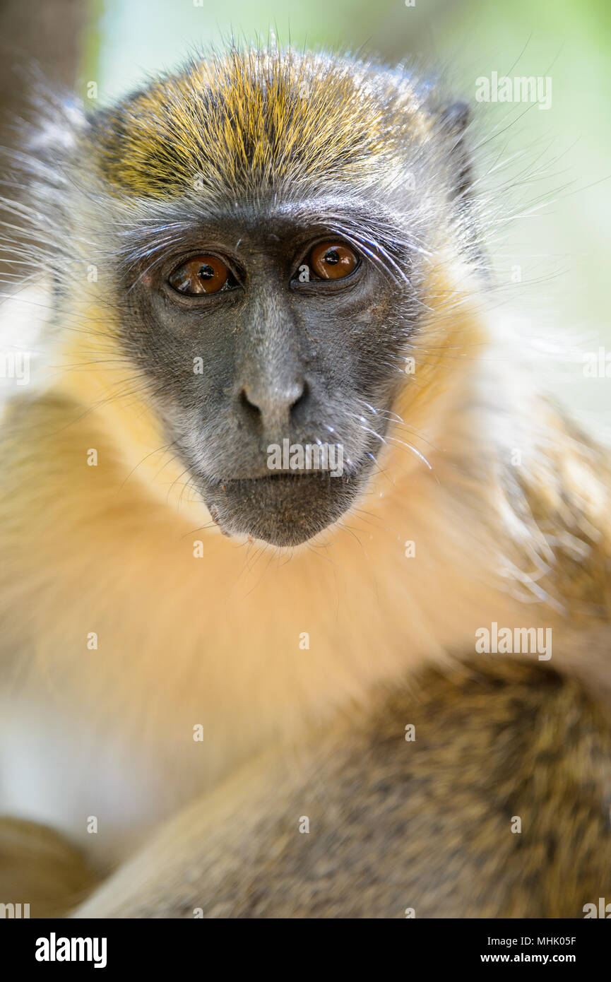 Green savanna senegal hi-res stock photography and images - Alamy