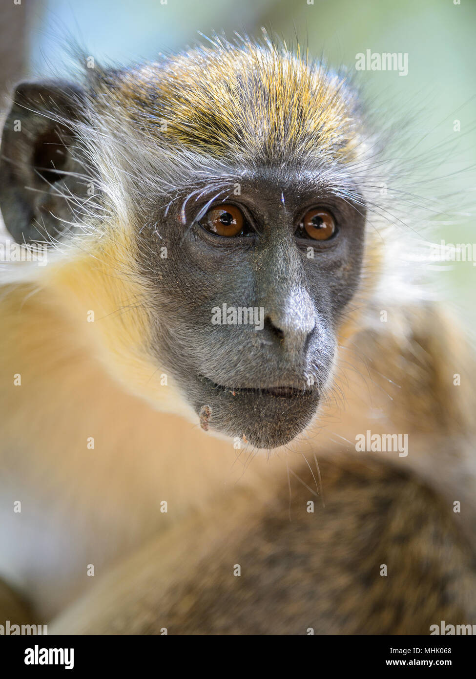 Green monkey, Senegal Stock Photo - Alamy