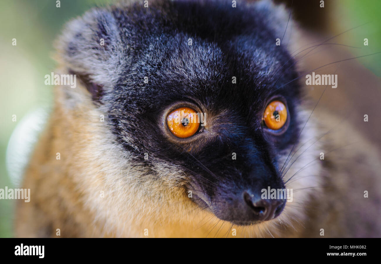 Scared couple forest hi-res stock photography and images - Alamy