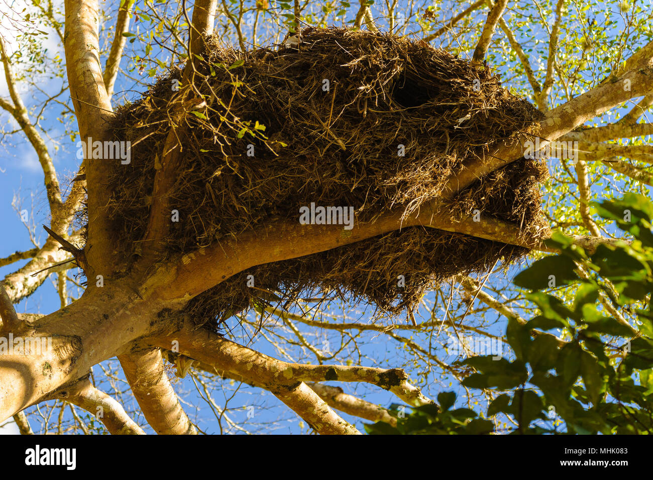 Nest on the tree Stock Photo - Alamy