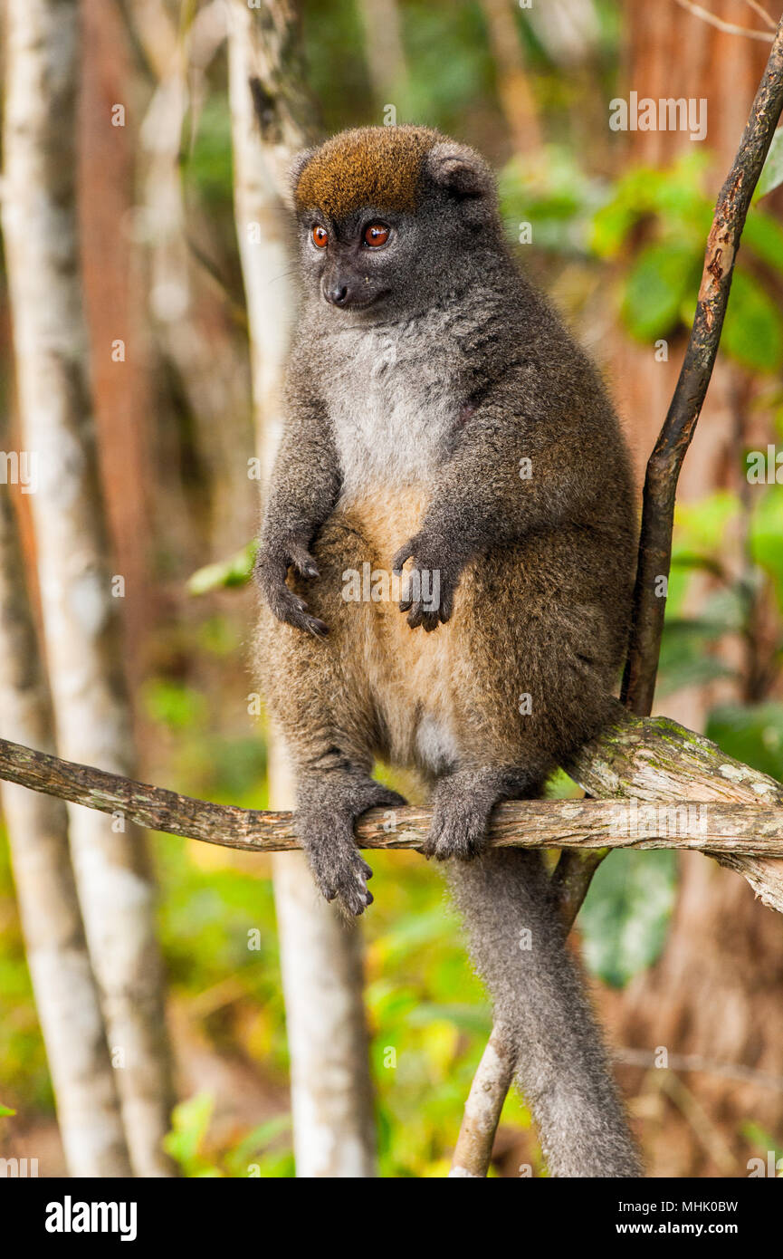 Lemur on a tree in Madagascar Stock Photo - Alamy