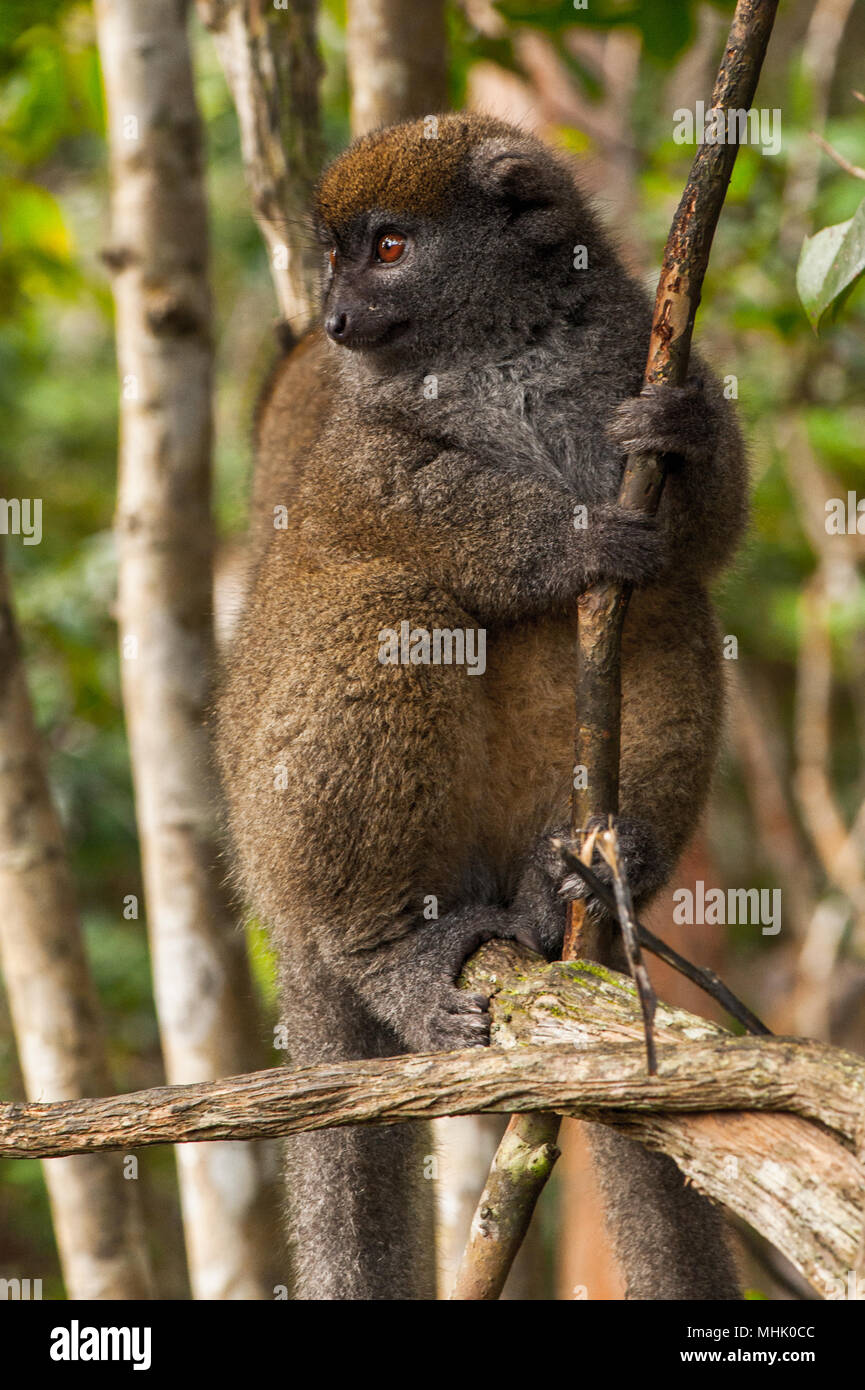 Lemur on a tree in Madagascar Stock Photo - Alamy