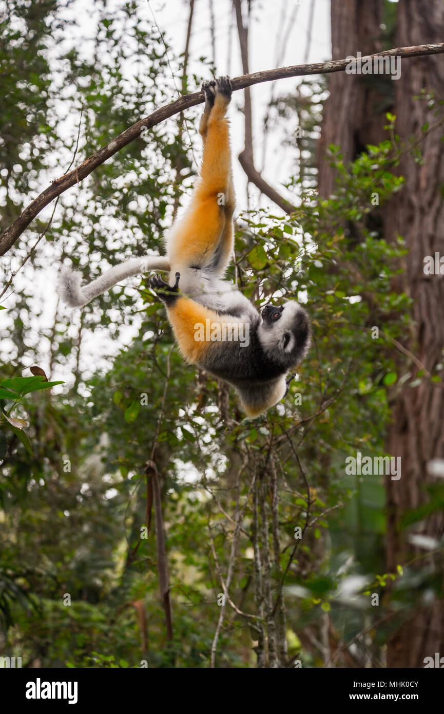 Lemur hanging on a branch of a tree in Madagascar Stock Photo - Alamy