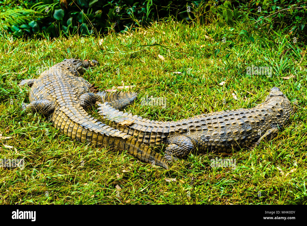 Nile crocodile (Crocodylus niloticus), Africa Stock Photo - Alamy