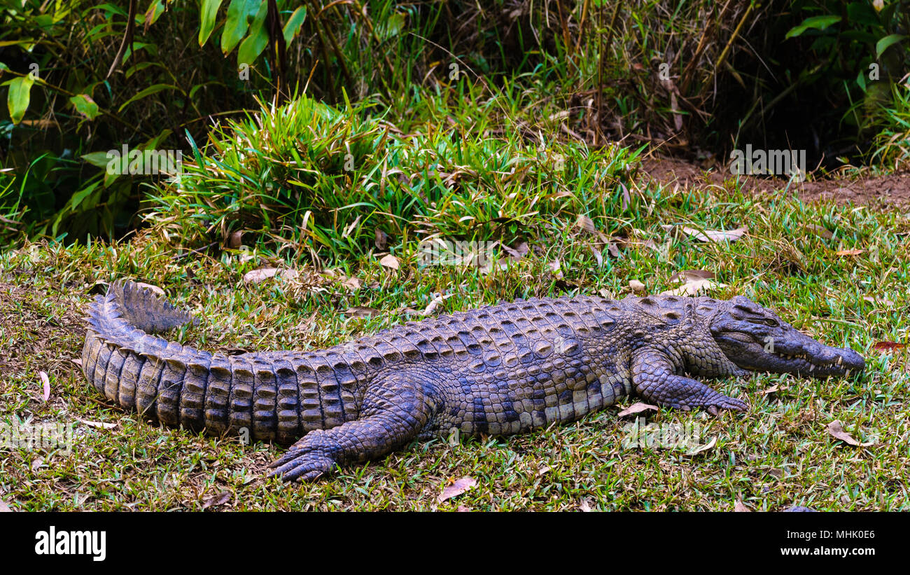 Nile crocodile (Crocodylus niloticus), an African crocodile and the second largest extant ...