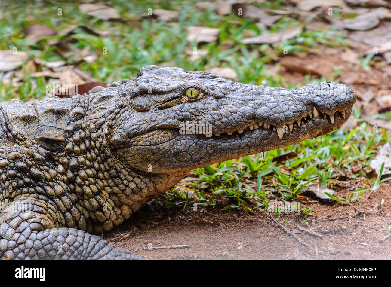 Nile crocodile (Crocodylus niloticus), Africa Stock Photo - Alamy