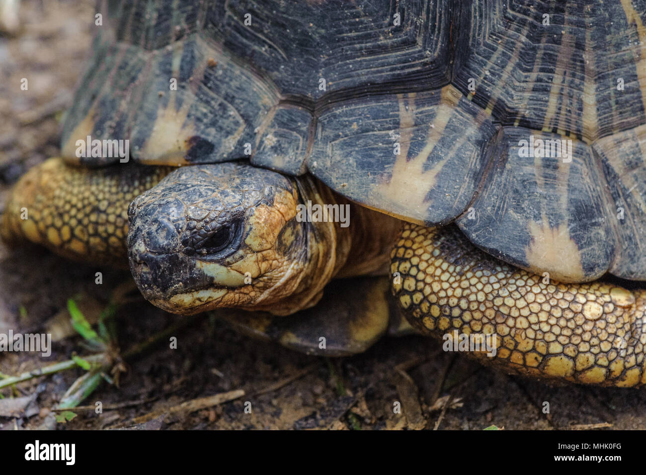 Radiated tortoise (Astrochelys radiata), Madagascar turtle Stock Photo ...