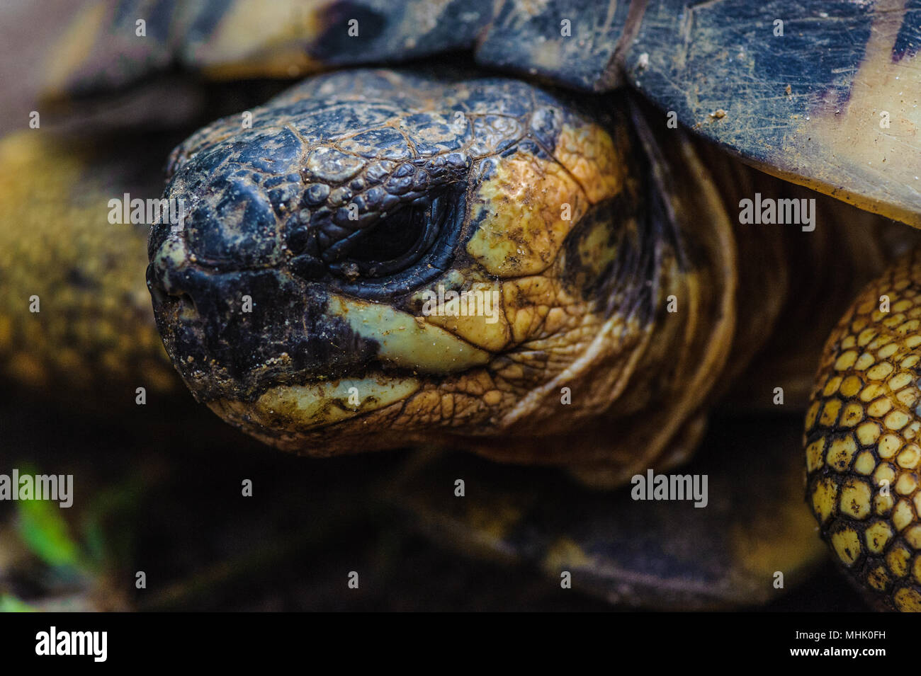 Radiated tortoise (Astrochelys radiata), Madagascar turtle Stock Photo ...