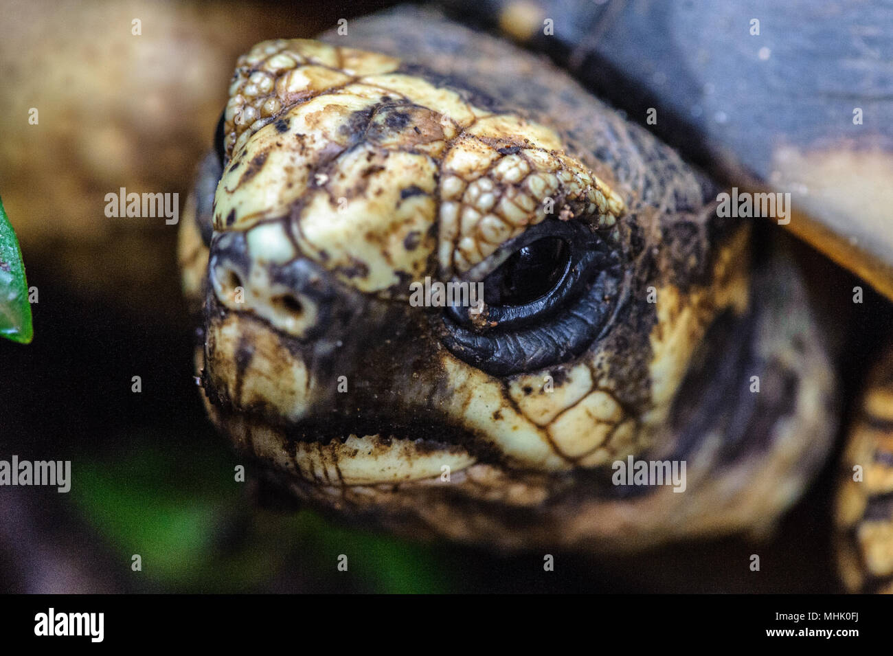 Radiated tortoise (Astrochelys radiata), Madagascar turtle Stock Photo ...
