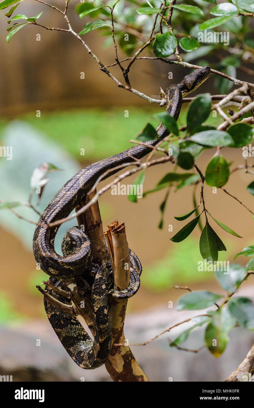 Madagascar Ground Boa on a stick Stock Photo - Alamy