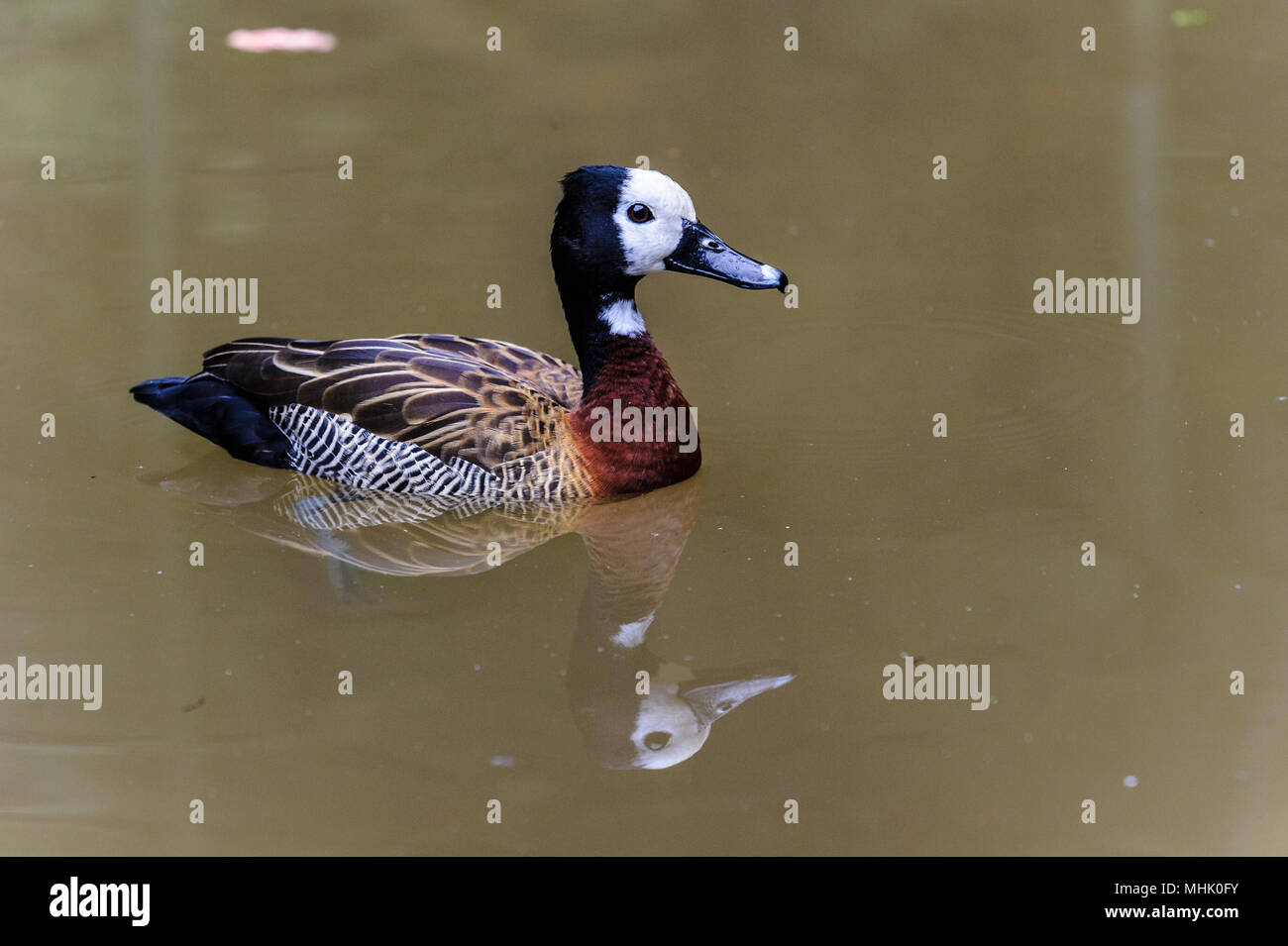 Duck with a reflection on a river Stock Photo - Alamy