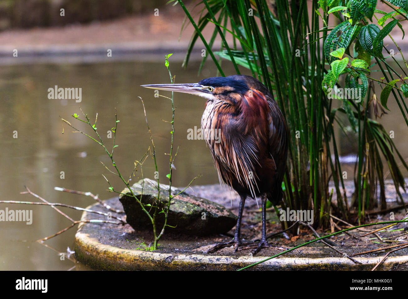 Goliath Heron (Ardea goliath), also known as the Giant Heron, is a very ...