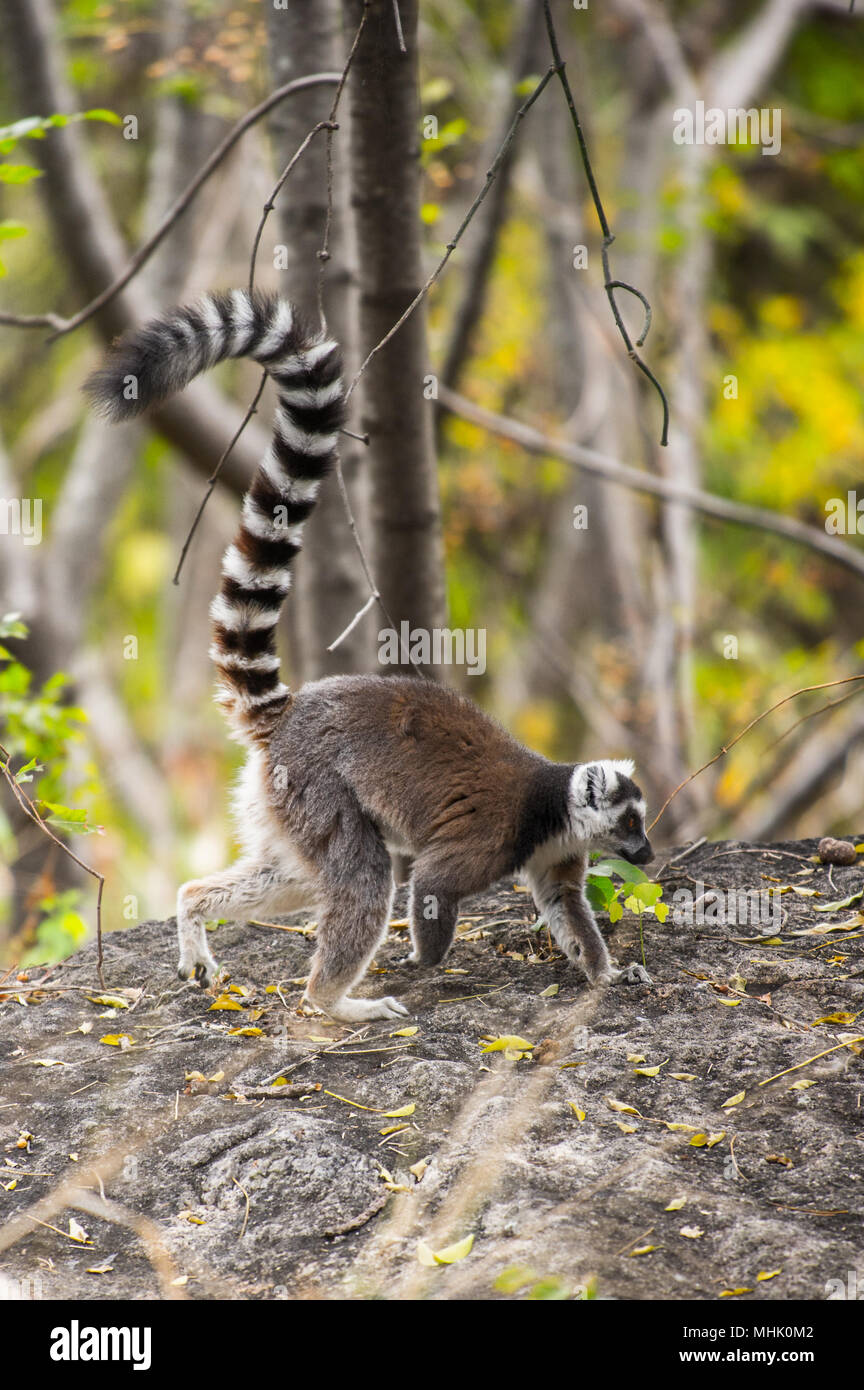 Ring-tailed lemur in Madagascar, Africa Stock Photo - Alamy