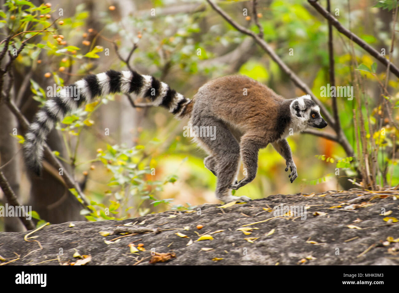 Ring-tailed lemur in Madagascar, Africa Stock Photo - Alamy
