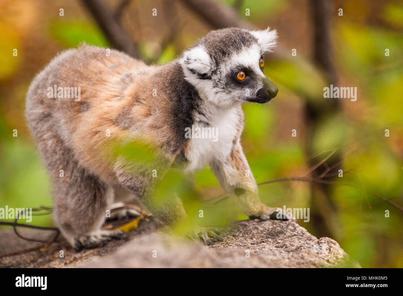Ring-tailed lemur in Madagascar, Africa Stock Photo - Alamy