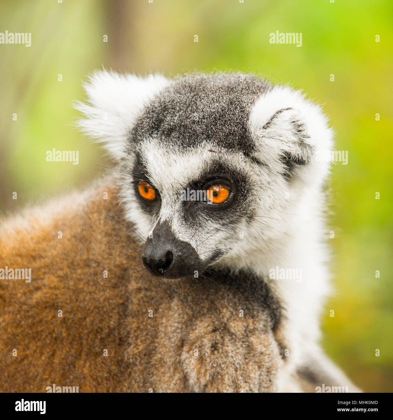 Male ring tailed lemurs tail hi-res stock photography and images - Alamy