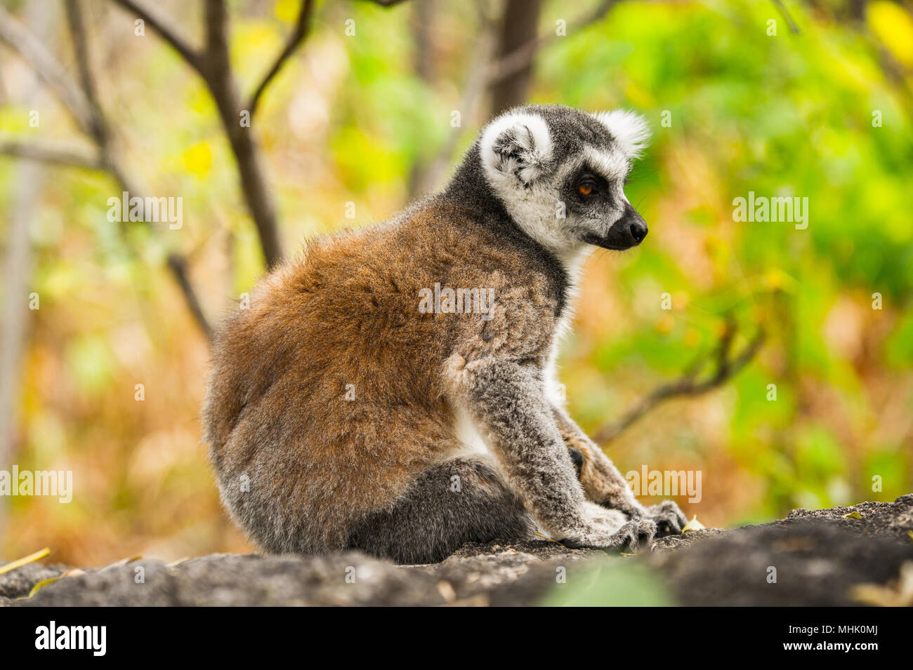 Ring-tailed lemurs in Madagascar Stock Photo - Alamy