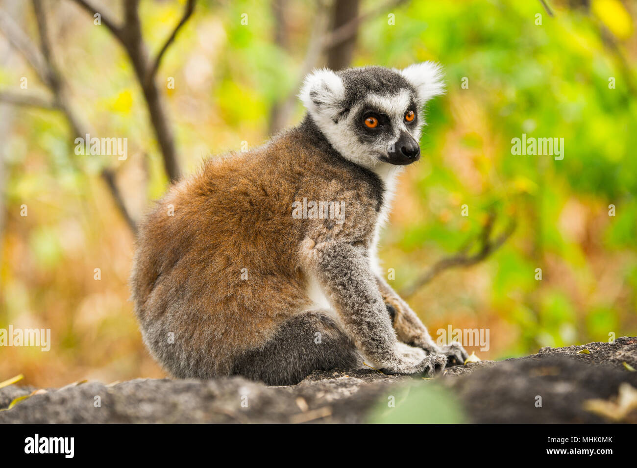 Ring-tailed lemurs in Madagascar Stock Photo - Alamy
