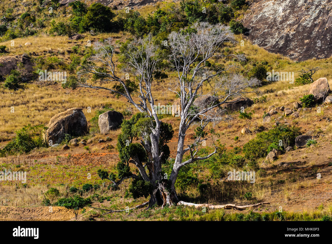 Dry tree in a desert Stock Photo - Alamy
