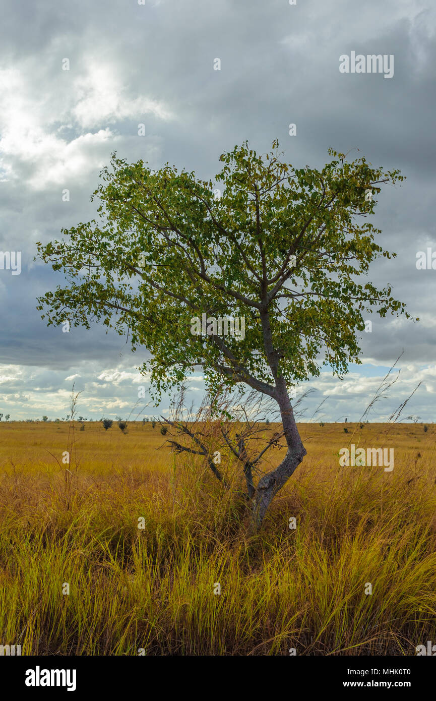 Tree alone in paddy field hi-res stock photography and images - Alamy