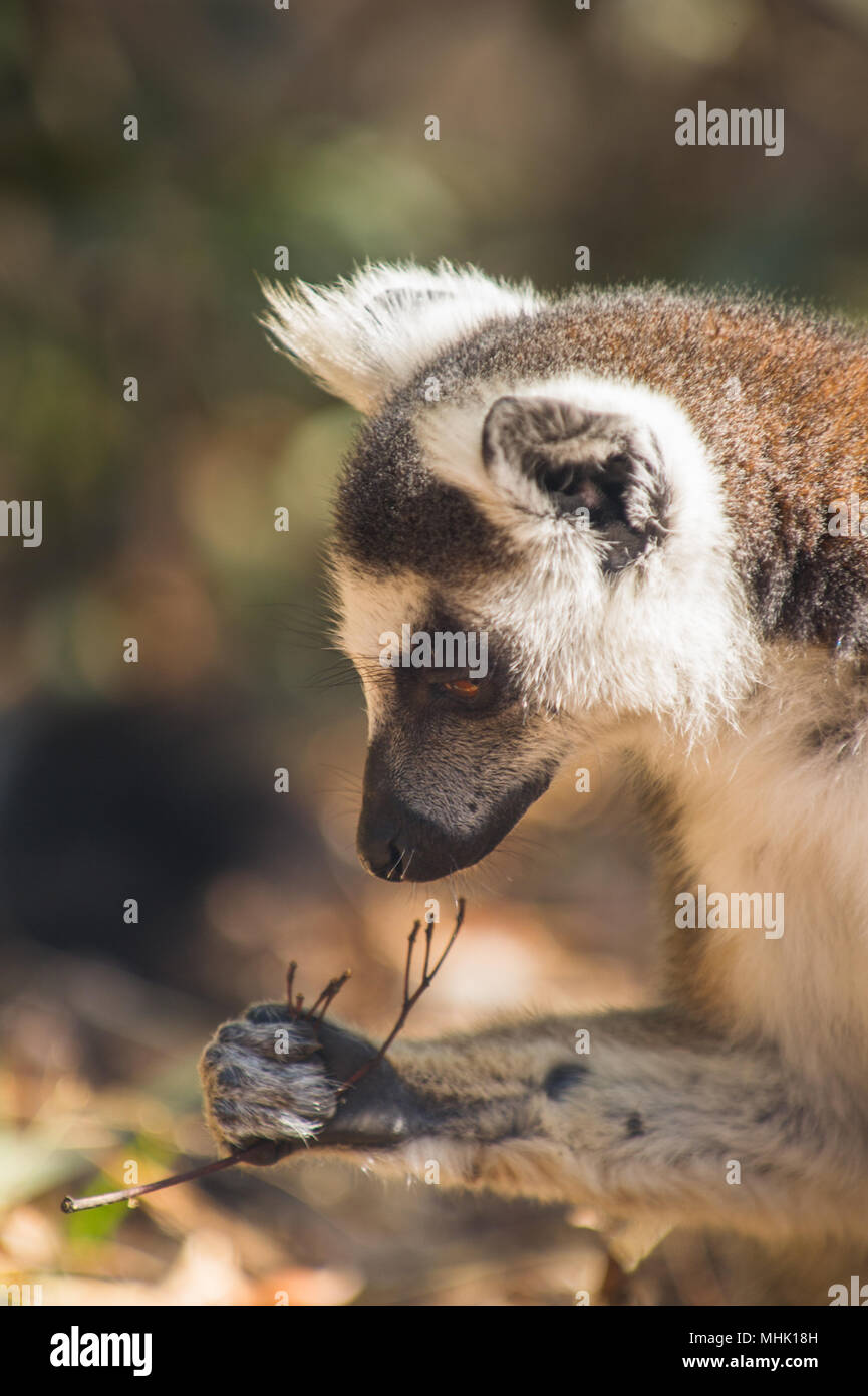 Ring-tailed lemur eats berries on the ground in Madagascar, Africa ...