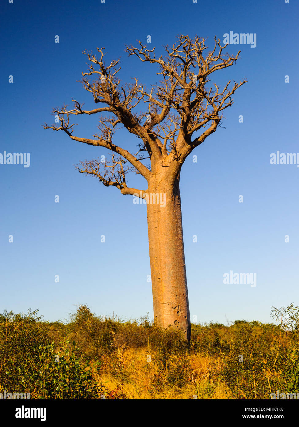 Baobab tree in Madagascar Stock Photo - Alamy
