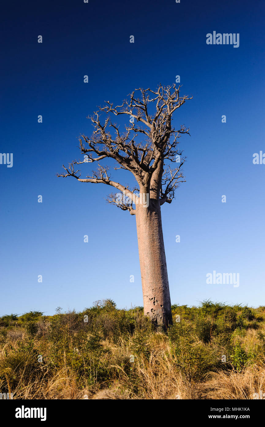 Baobab tree in Madagascar Stock Photo - Alamy