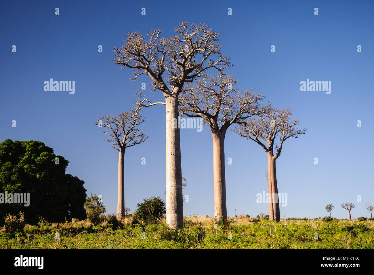 Baobab tree in Madagascar Stock Photo - Alamy