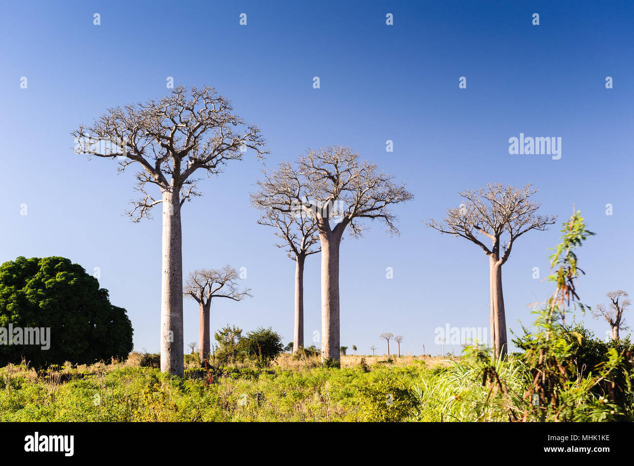 Baobab tree in Madagascar Stock Photo - Alamy