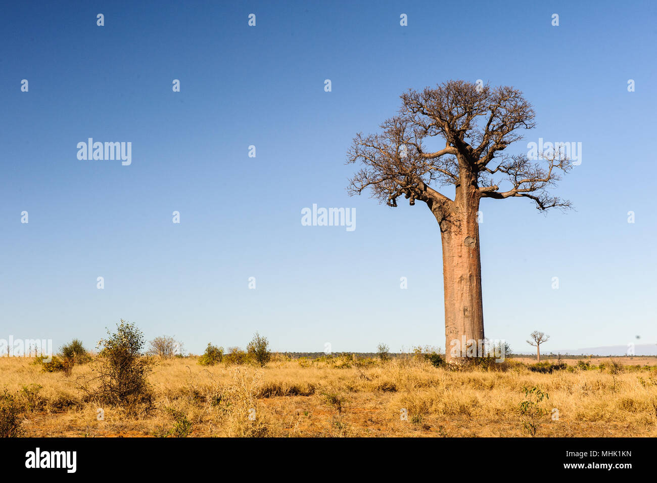 Baobab tree in Madagascar Stock Photo - Alamy
