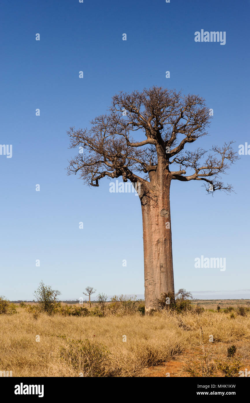 Baobab tree in Madagascar Stock Photo - Alamy