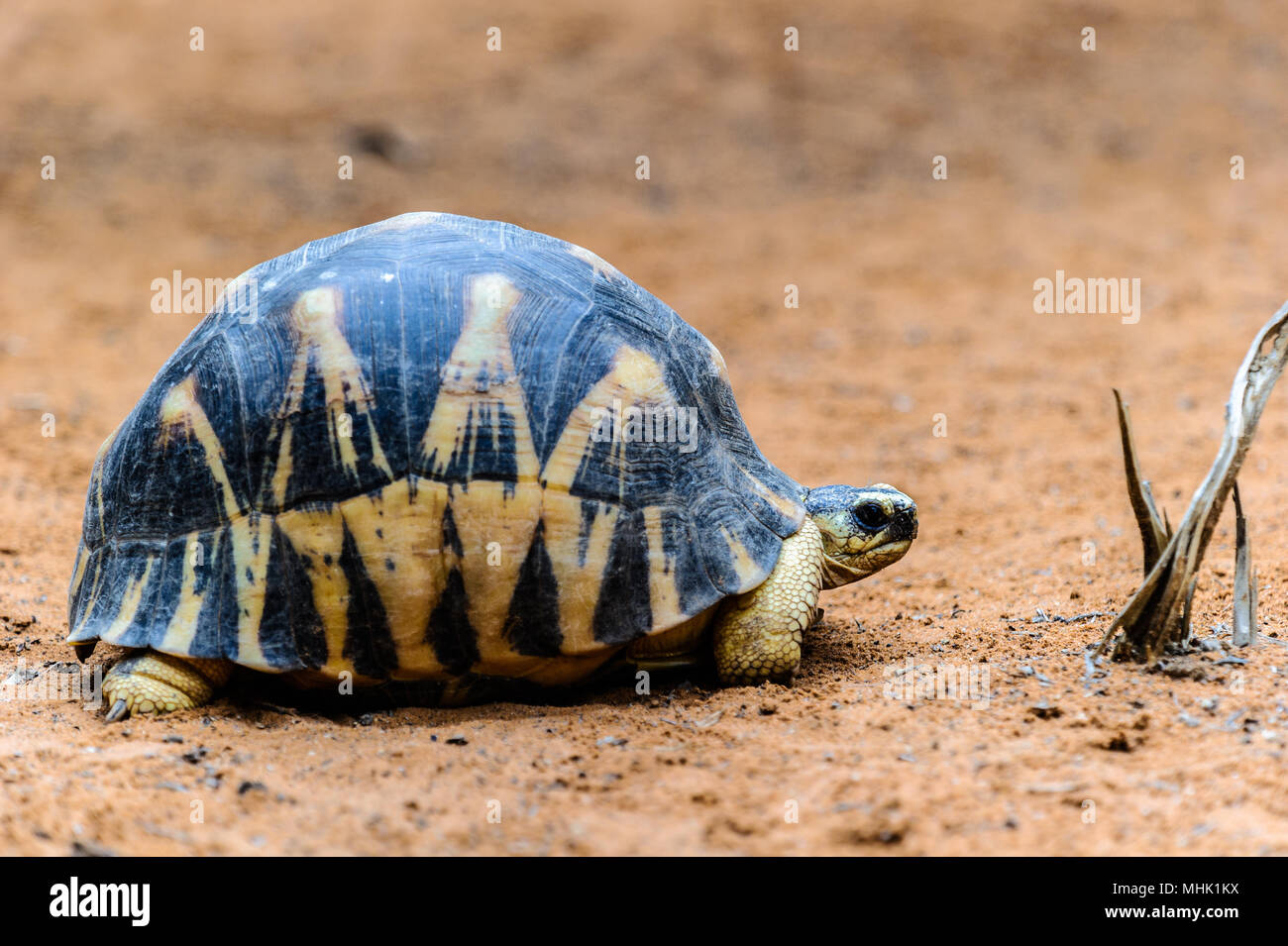 Testudinidae family hi-res stock photography and images - Alamy