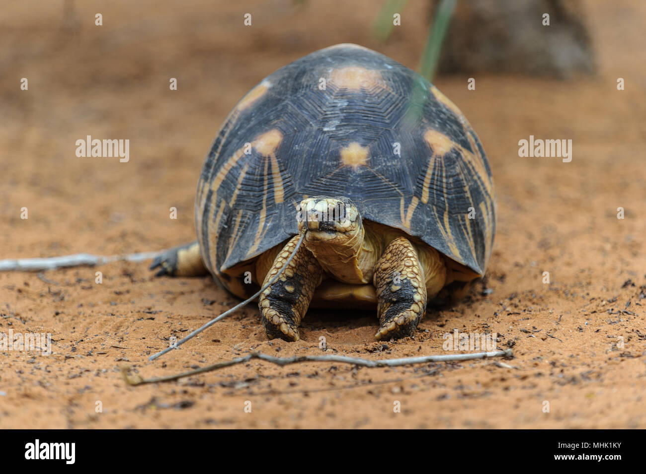 Radiated tortoise (Astrochelys radiata, a species in the family ...