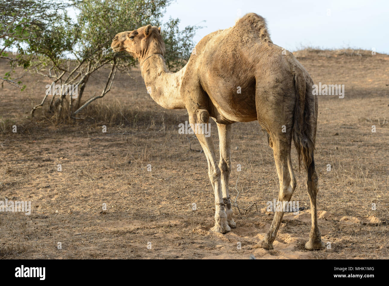 Arabian camel or the Indian Camel (Camelus dromedarius Stock Photo - Alamy